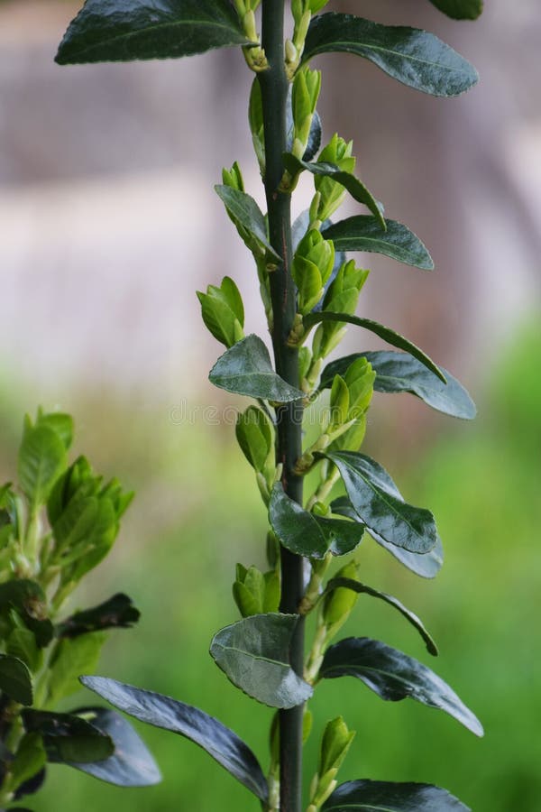 Spindle tree stock photo. Image of natural, outdoor - 113264866