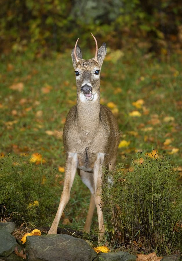 Spindly buck stock image. Image of antlers, fall, mammal - 7445979