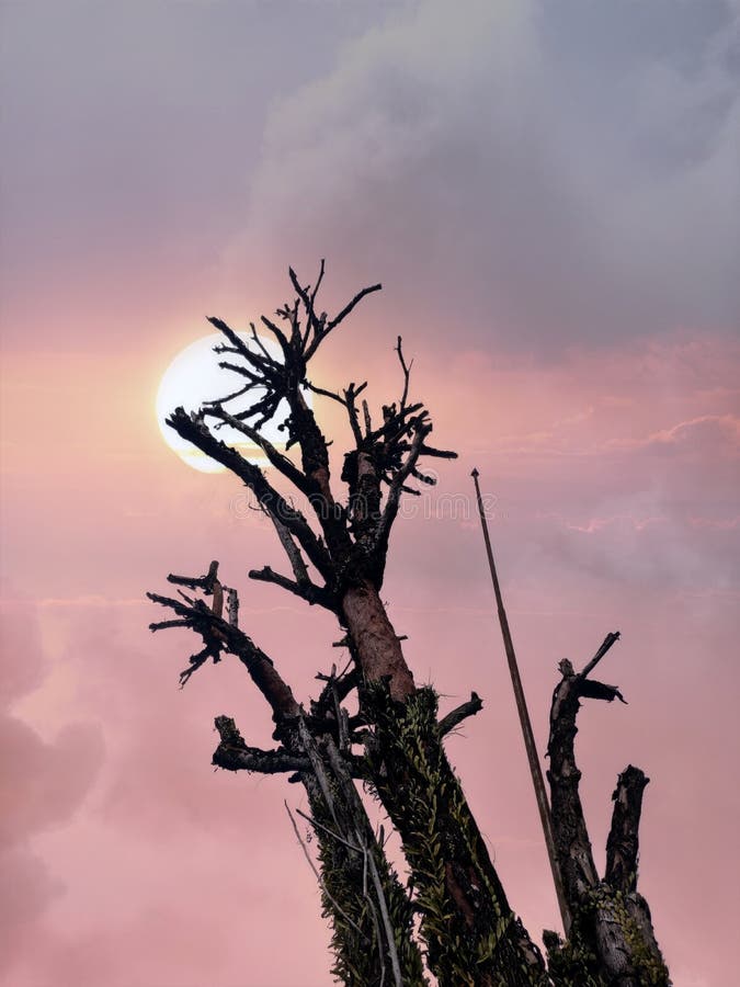 Spindly Tree Branches in the Sky Stock Photo - Image of slender ...