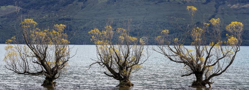 Spindly Trees Growing in Water Stock Photo - Image of landscape, yellow ...