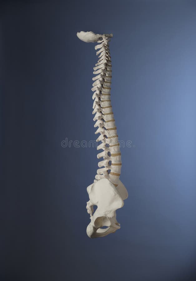 Human spine stock image. Image of anatomy, isolated, spine - 17044527