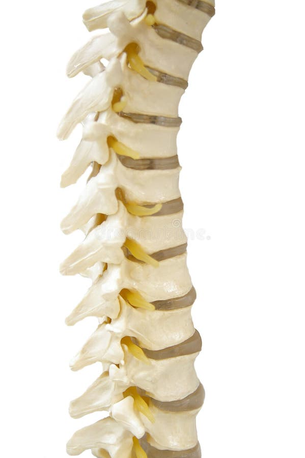 Human spine stock image. Image of anatomy, isolated, spine - 17044527