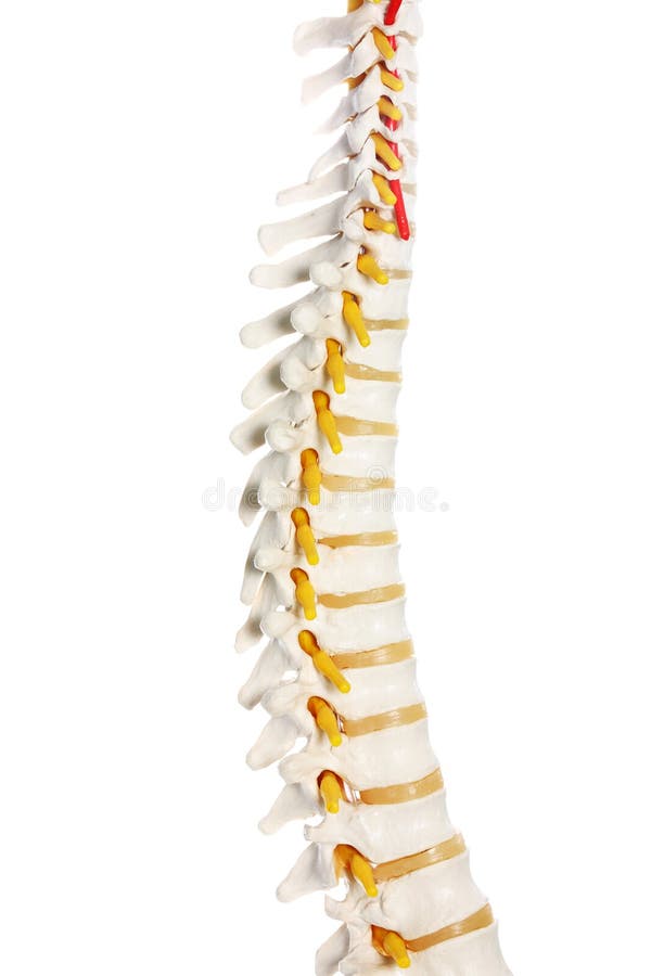 Human spine stock image. Image of anatomy, isolated, spine - 17044527