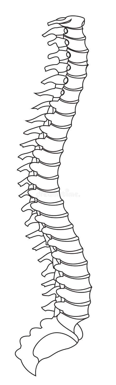 Spine Curve Anatomy Stock Illustrations – 839 Spine Curve Anatomy Stock ...