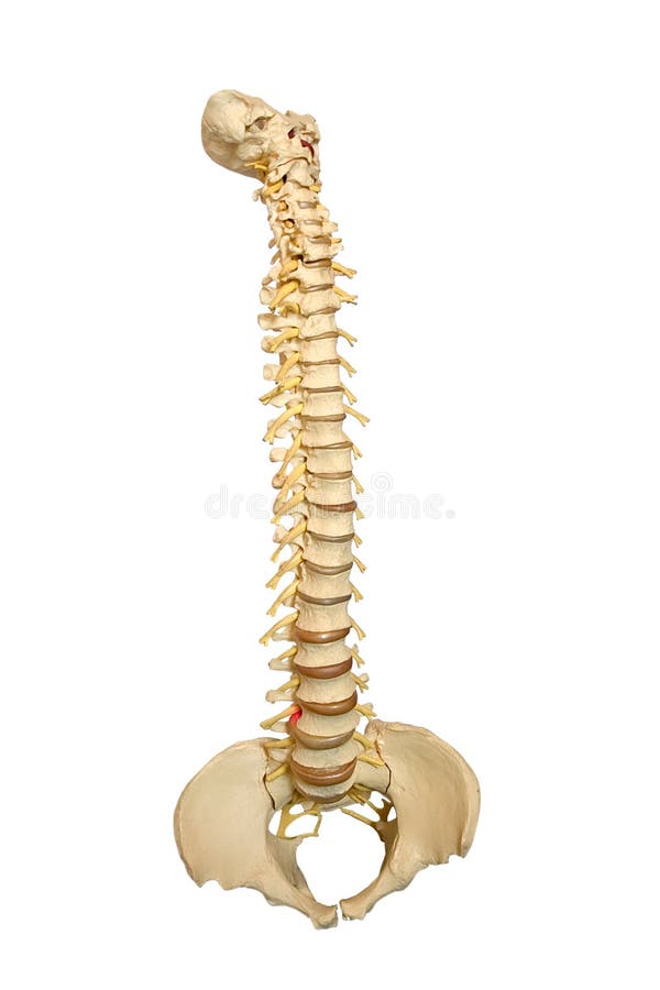 Human spine stock image. Image of anatomy, isolated, spine - 17044527