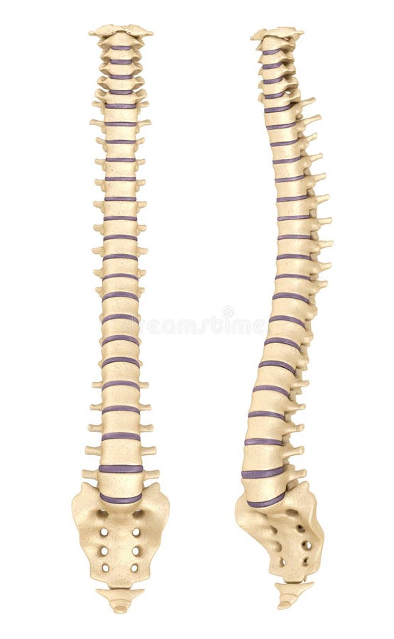 Spine anatomy , 3d render stock illustration. Illustration of chest ...