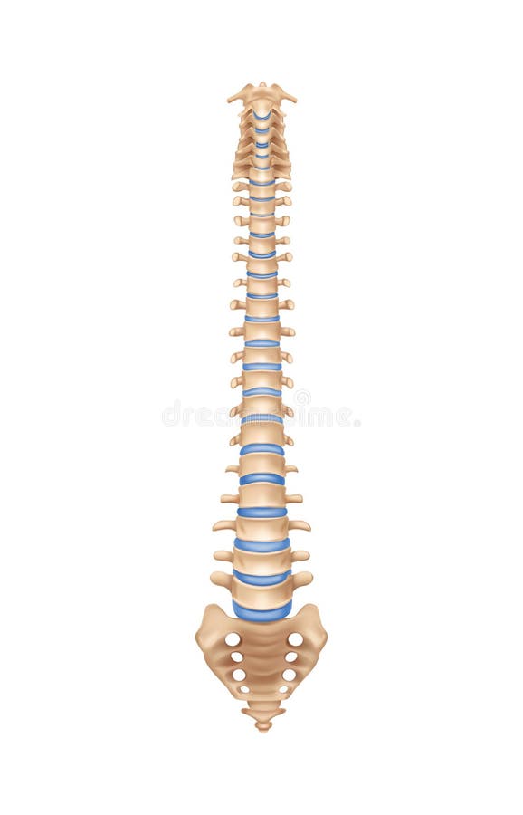 Spine Anatomy Realistic Chart Stock Vector - Illustration of object ... Spine Anatomy Realistic Chart Stock Vector - Illustration of object ...