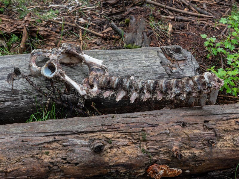 Spine of Bison Carcass on Ground Stock Image - Image of decomposing ...