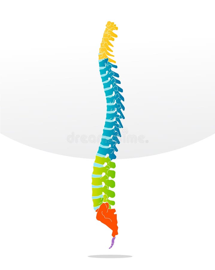 Spine Bone Vector Detailed Illustration Stock Vector - Illustration of ...