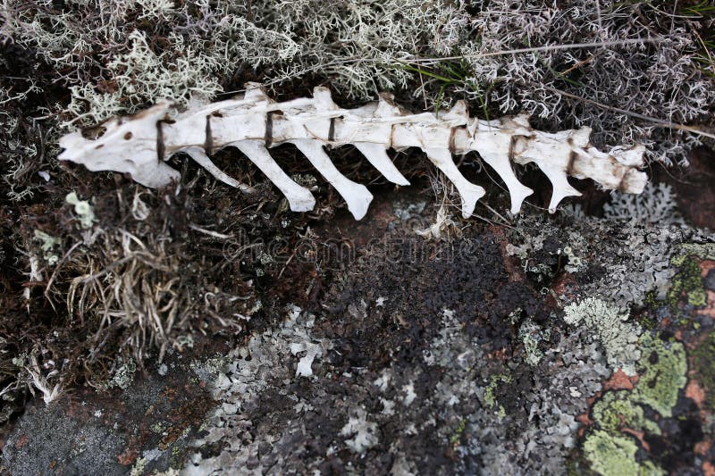 Spine bones of a deer stock photo. Image of spine, bones - 376326316