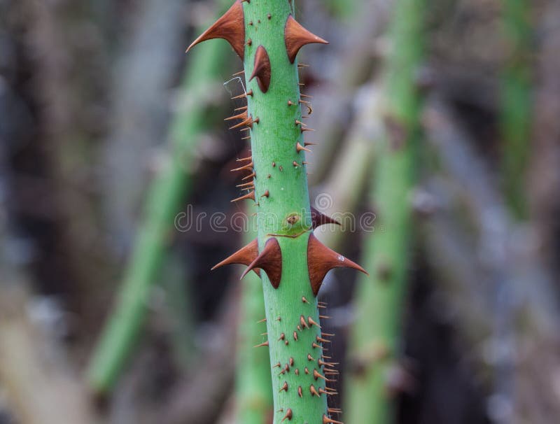 Spina di Rosa. immagine stock. Immagine di pianta, giallo - 36506257