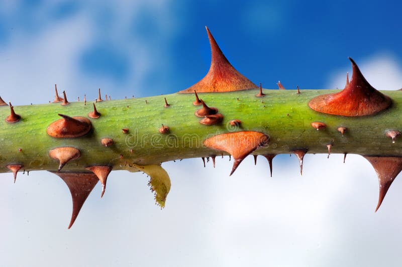 Spine della Rosa immagine stock. Immagine di bastone, salasso - 362491