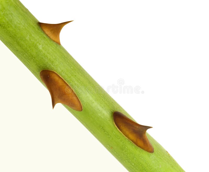Spine di rosa fotografia stock. Immagine di flora, fiore - 5941282