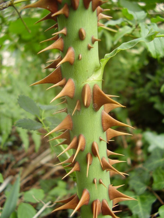 Spine di Rosa immagine stock. Immagine di naughty, foglio - 28177901