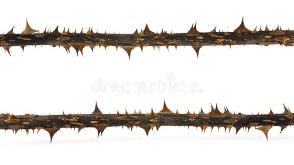 Spine di Rosa isolate immagine stock. Immagine di gambo - 39441943