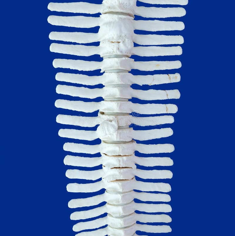 Skeleton of dolphin stock image. Image of sceletal, animal - 47327033
