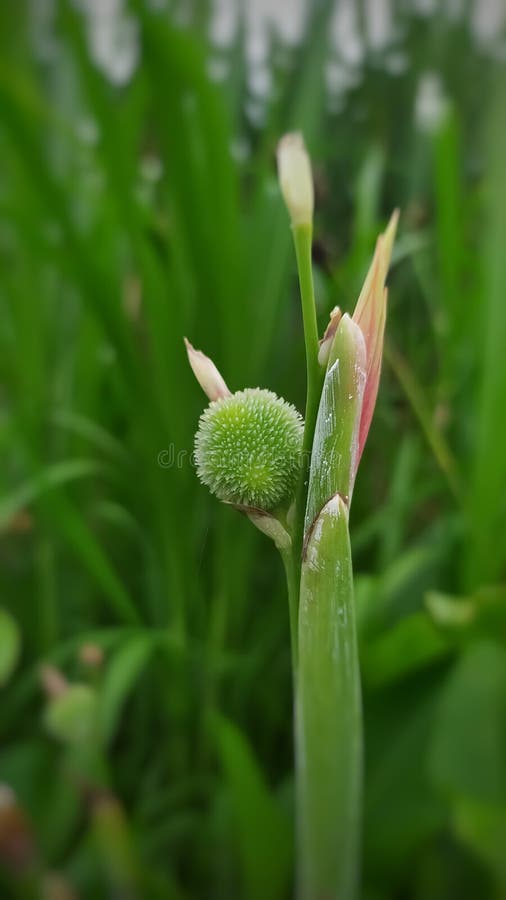 Spine Fruit of Cannaceae Indica with Green Background Stock Image ...