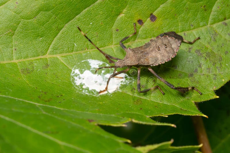Orange-tipped Leaf-footed Bug - Acanthocephala Terminalis Stock Photo ...