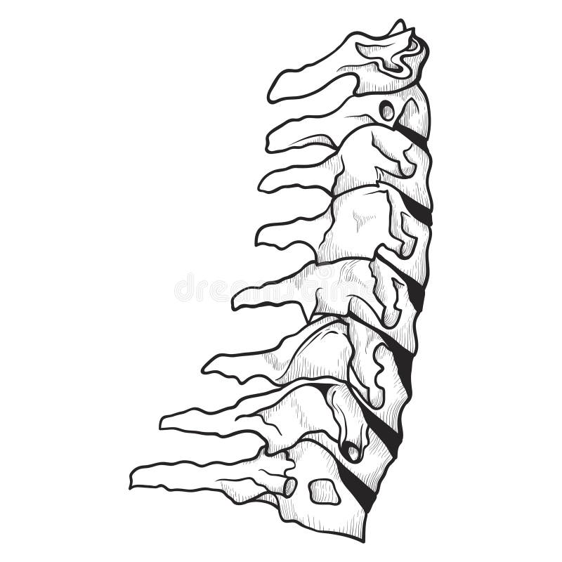Spine Icon, Skeletal Orthopedic and Spinal Backbone Stock Vector ... Spine Icon, Skeletal Orthopedic and Spinal Backbone Stock Vector ...