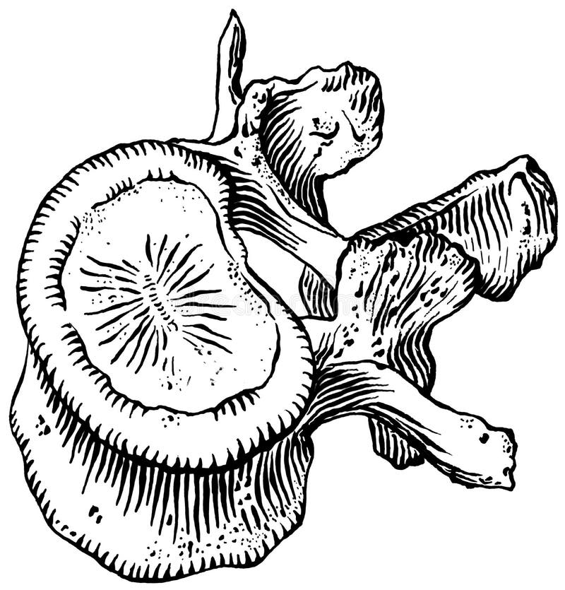 Spine - Lumbar Vertebra stock illustration. Illustration of articular ...