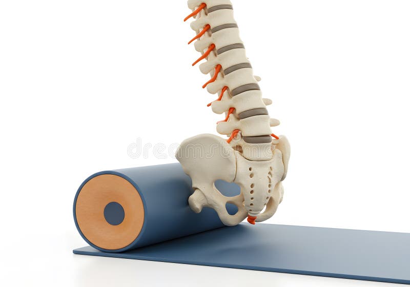 Spine Model on Therapy Mat Illustration Stock Illustration ...