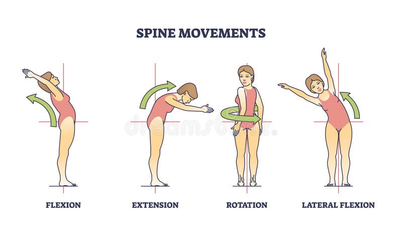 Spine Movements With Flexion Extension And Rotation Poses Outline Diagram Stock Vector