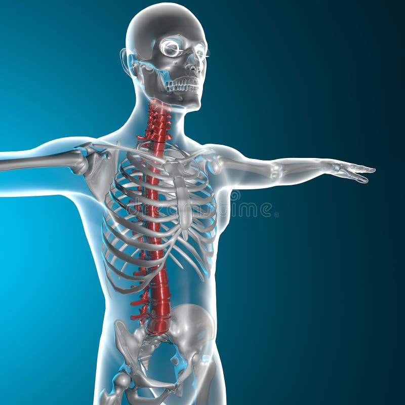 Spine x-ray skeleton stock illustration. Illustration of skeleton ...