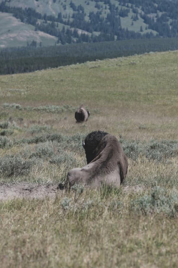 Spine of Sitting Bison Curves Stock Image - Image of buffalo, park ...