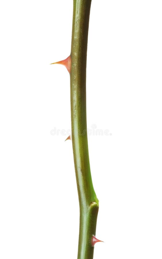Spine su Rose Stem immagine stock. Immagine di doloroso - 57442691