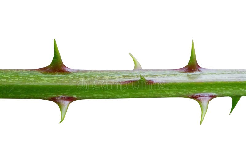 Spine Su Un Gambo Della Rosa Foto - Foto Stock Gratis e Royalty-Free da ...