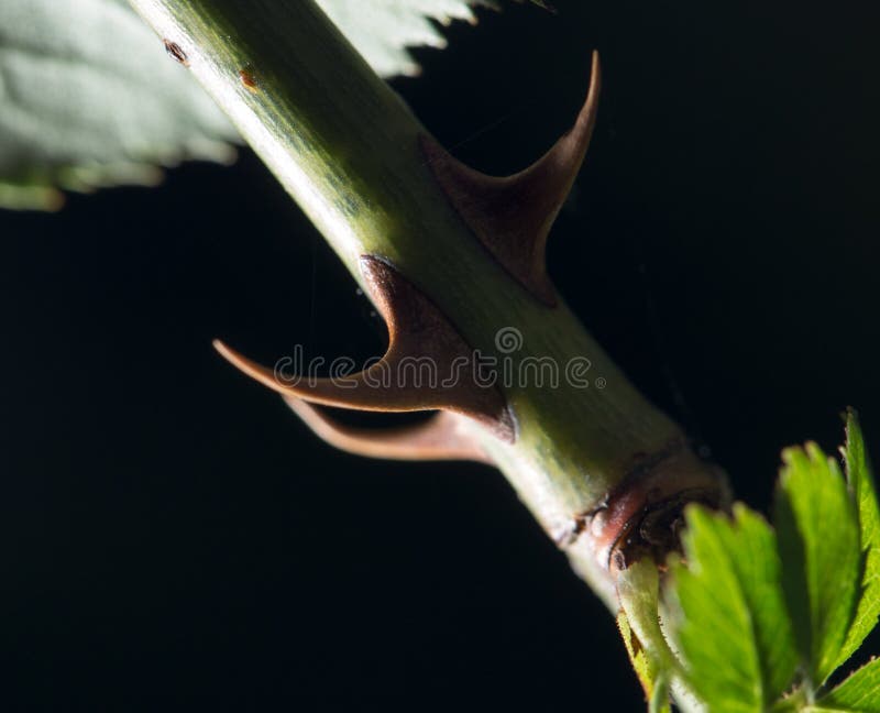 immagini di riserva di Spine Su Un Gambo Della Rosa - la sovranità di ...