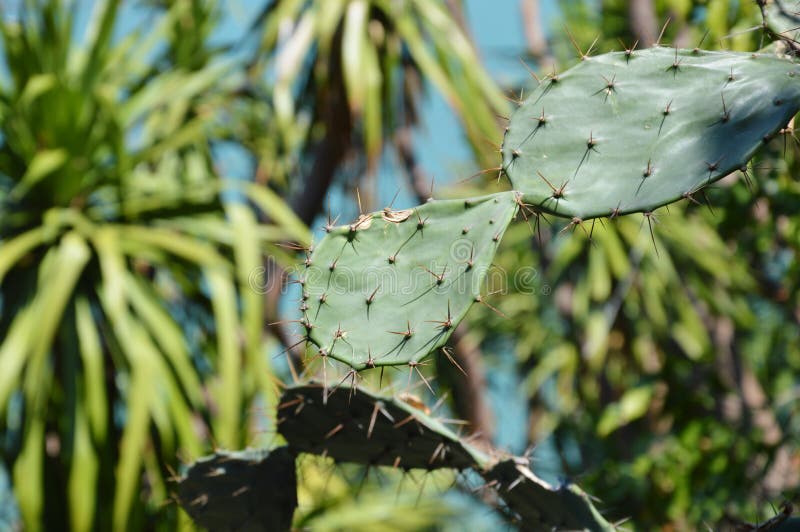 Spine tree on the mountain stock image. Image of natural - 52827611