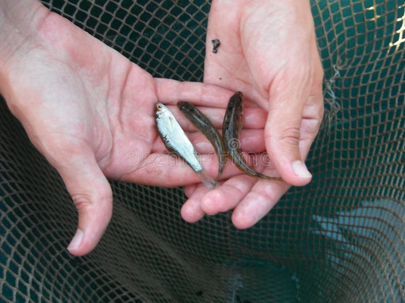 Elongatoides Stock Photos - Free & Royalty-Free Stock Photos from ...