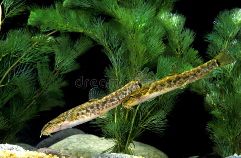 Spined Loach (Cobitis Taenia) is a Common Freshwater Fish in Europe ...