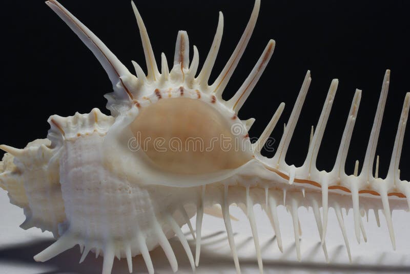 Spined sea shell stock image. Image of cockleshell, island - 5828125