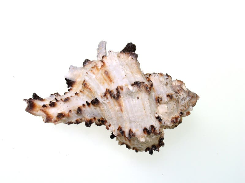 Spined White and Brown Shell Stock Photo - Image of seashore, marine ...