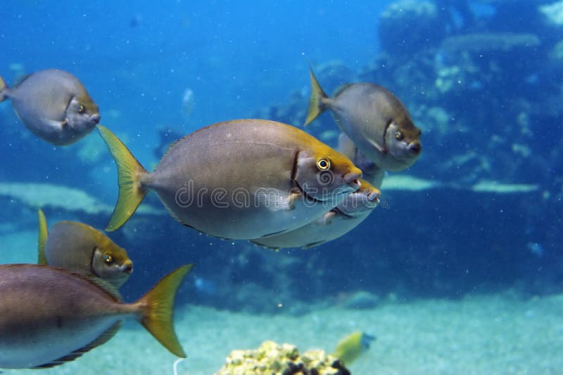 Spinefoot stock image. Image of school, australia, rabbitfish - 10551307