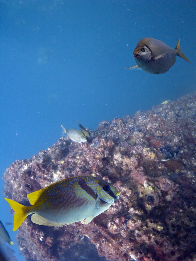 Spinefoot stock image. Image of rabbit, rabbitfish, aquarium - 11540129