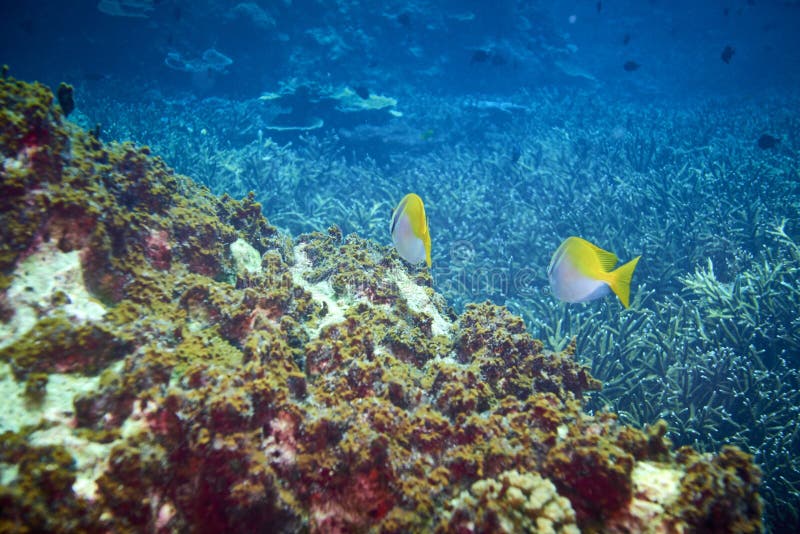 Spinefoot De Barhead Ou Rabbitfish Virgate Foto de Stock - Imagem de ...