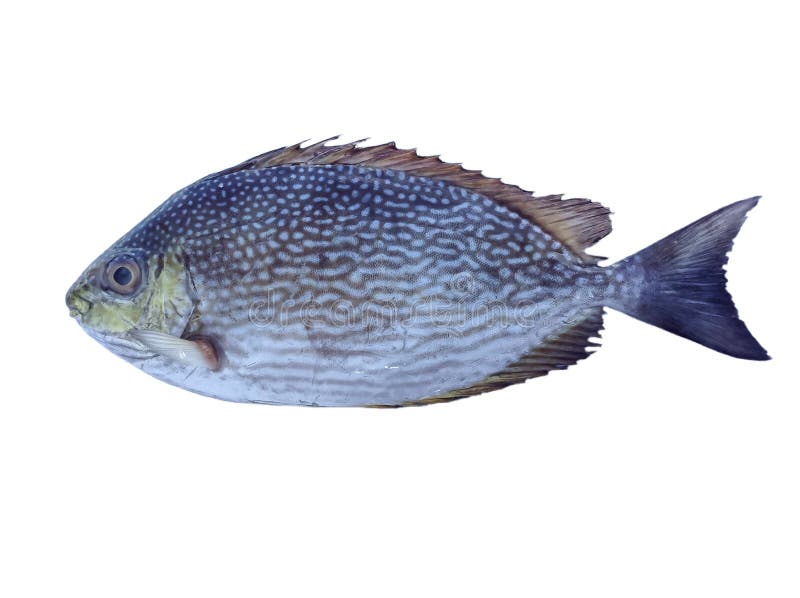 Spinefoot fish stock photo. Image of farming, asia, food - 84736312