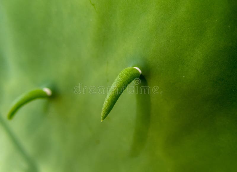 Spineless Prickly Pear Leaf Super Close Up Stock Photo - Image of ...