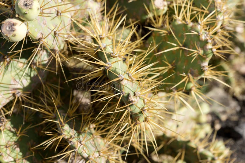 Spines on Cactus, Background Cactus with Spines Stock Image - Image of ...