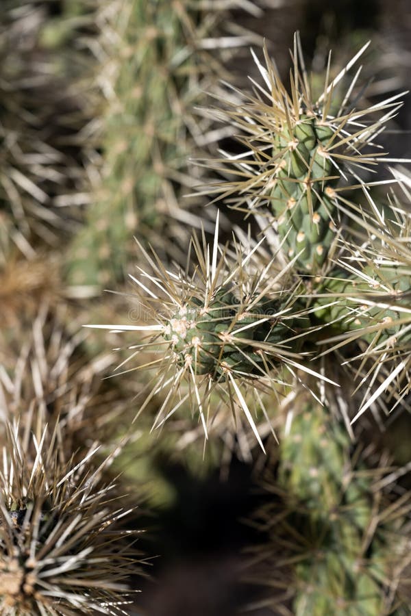 Spines on a Cholla Cactus Arm Stock Image - Image of tucson, arizona ...