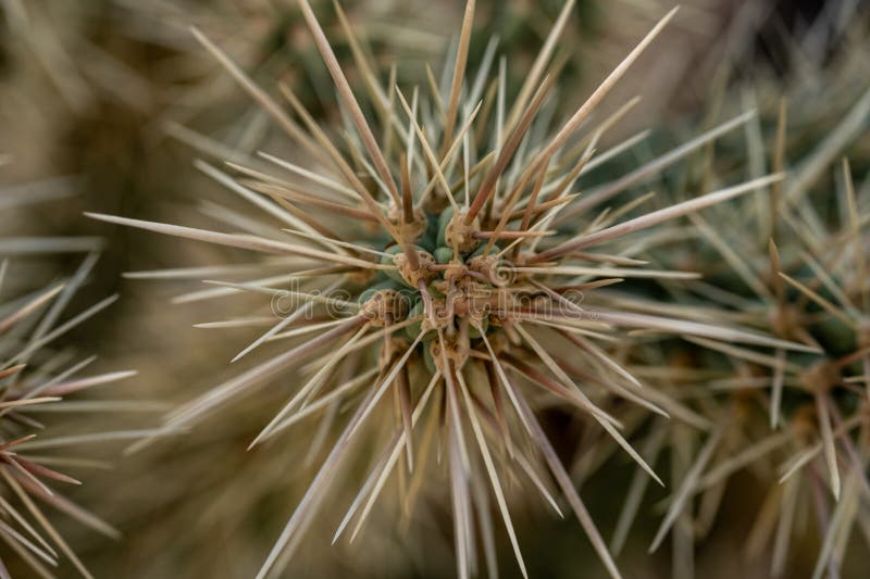 Spines on the End of Chainlink Cactus Close Up Stock Image - Image of ...
