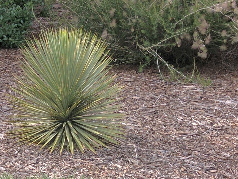 Spines stock image. Image of palm, offcenter, plants - 72470961