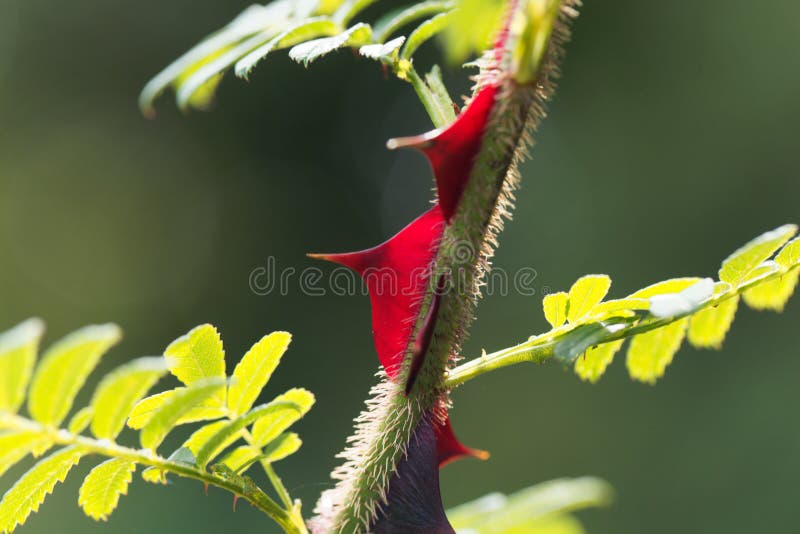 Spines of Rosa omeiensis. stock photo. Image of sharp - 97485176