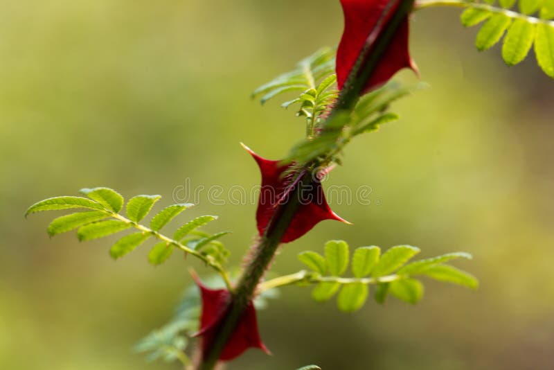 Spines of Rosa omeiensis. stock photo. Image of flowerbed - 97485664