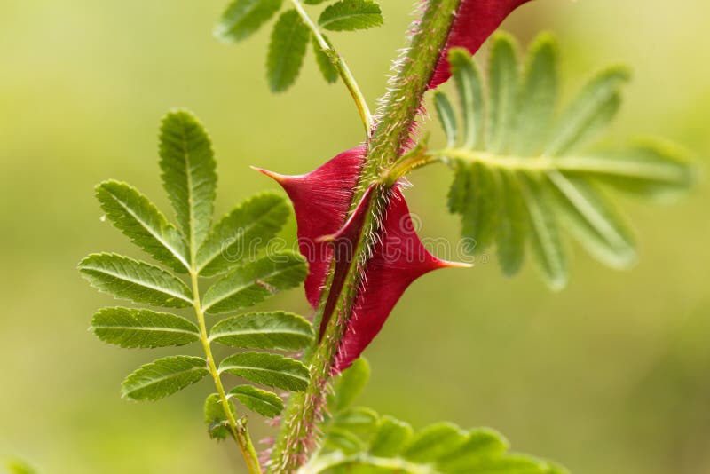 Spines of Rosa omeiensis. stock image. Image of omeiensis - 97486139