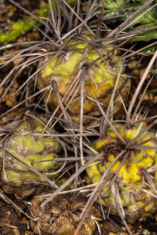 Spines of a Tephrocactus stock image. Image of rich - 257986183