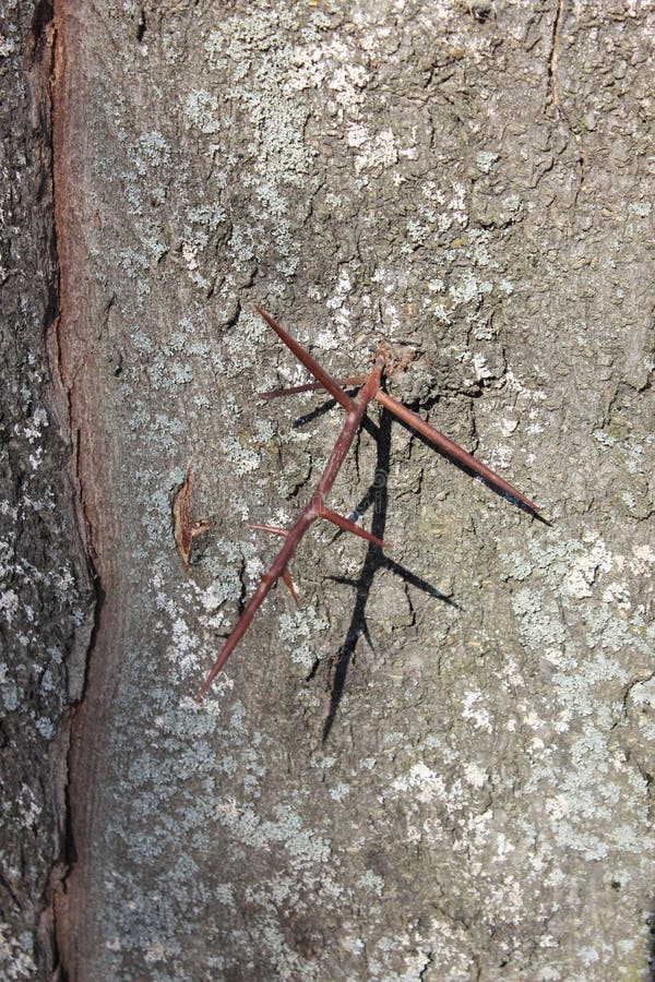 Spines of Acacia Gleditsia Triacanthos Stock Image - Image of spines ...